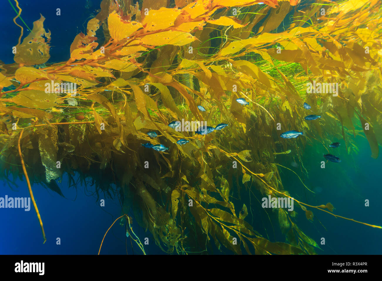 Kelp Paddies or Drift Kelp, Giant Kelp (Macrocystis Pyrifera) open ocean near San Diego ...