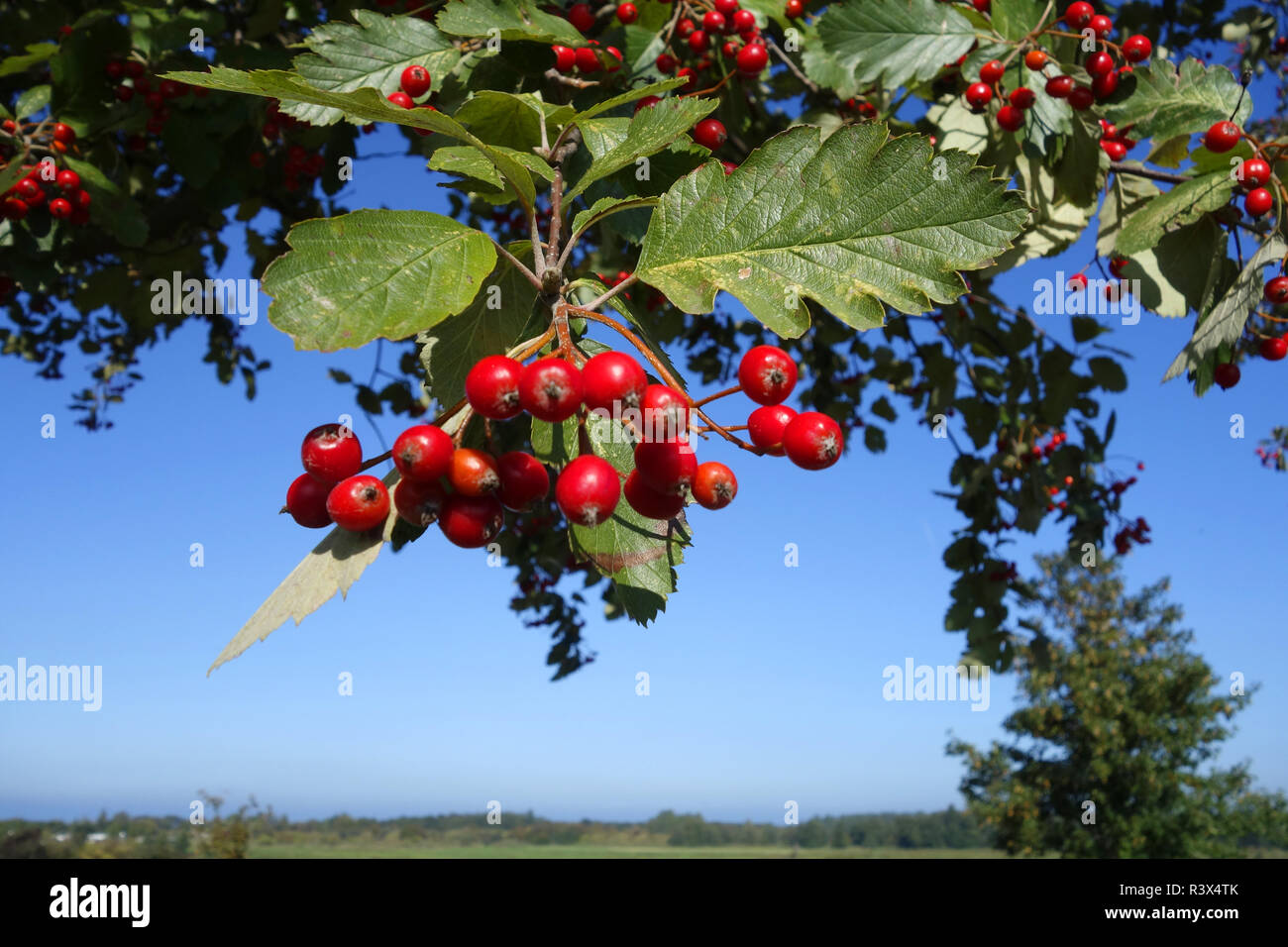 wild service trees Stock Photo - Alamy