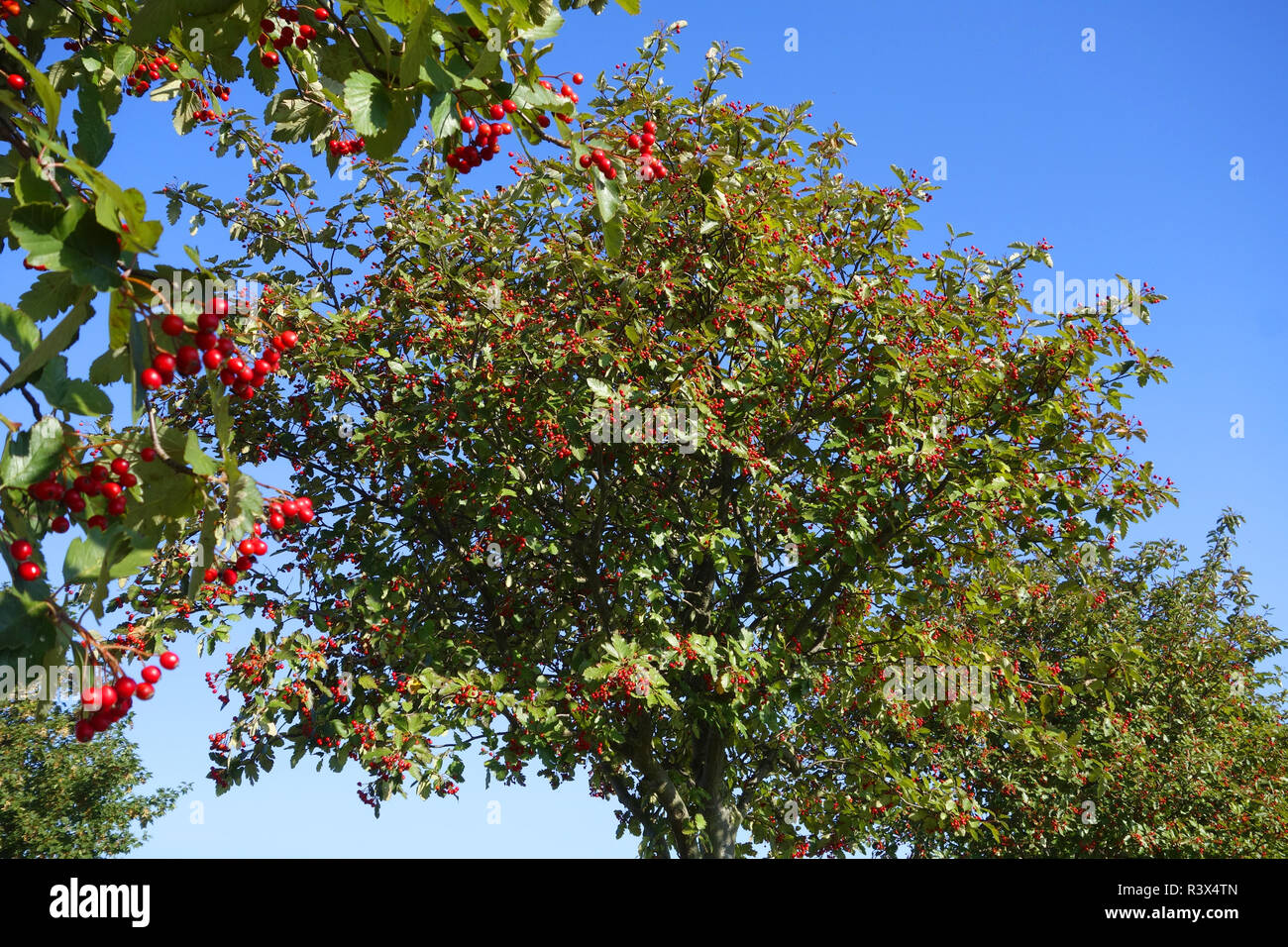 wild service trees Stock Photo - Alamy