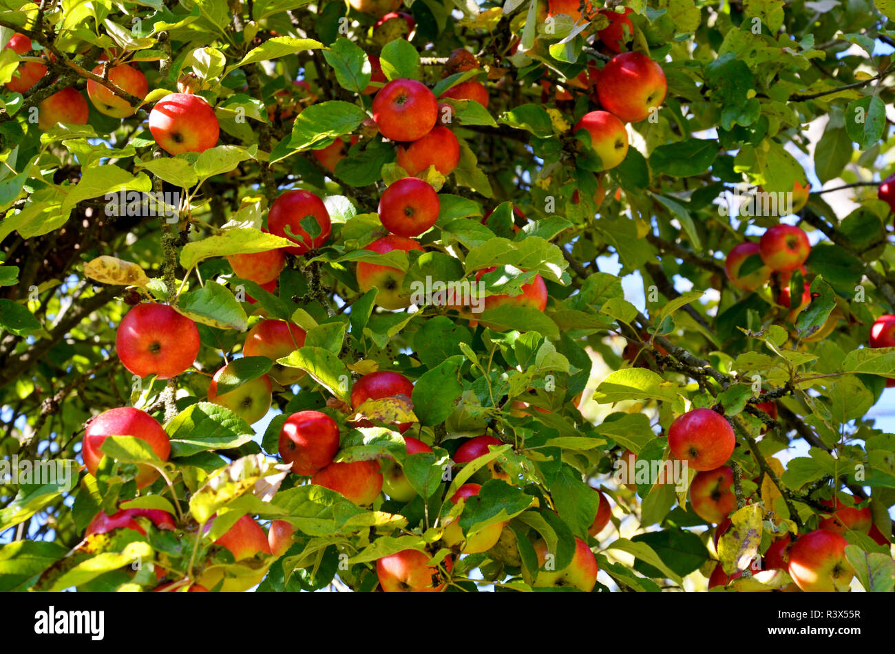 Apple groves hi-res stock photography and images - Alamy