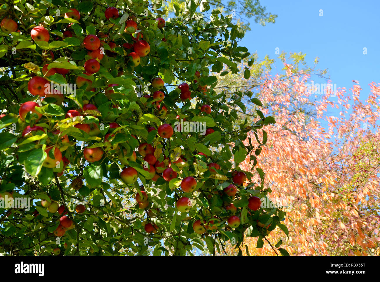 Food aliment eco tree hi-res stock photography and images - Alamy