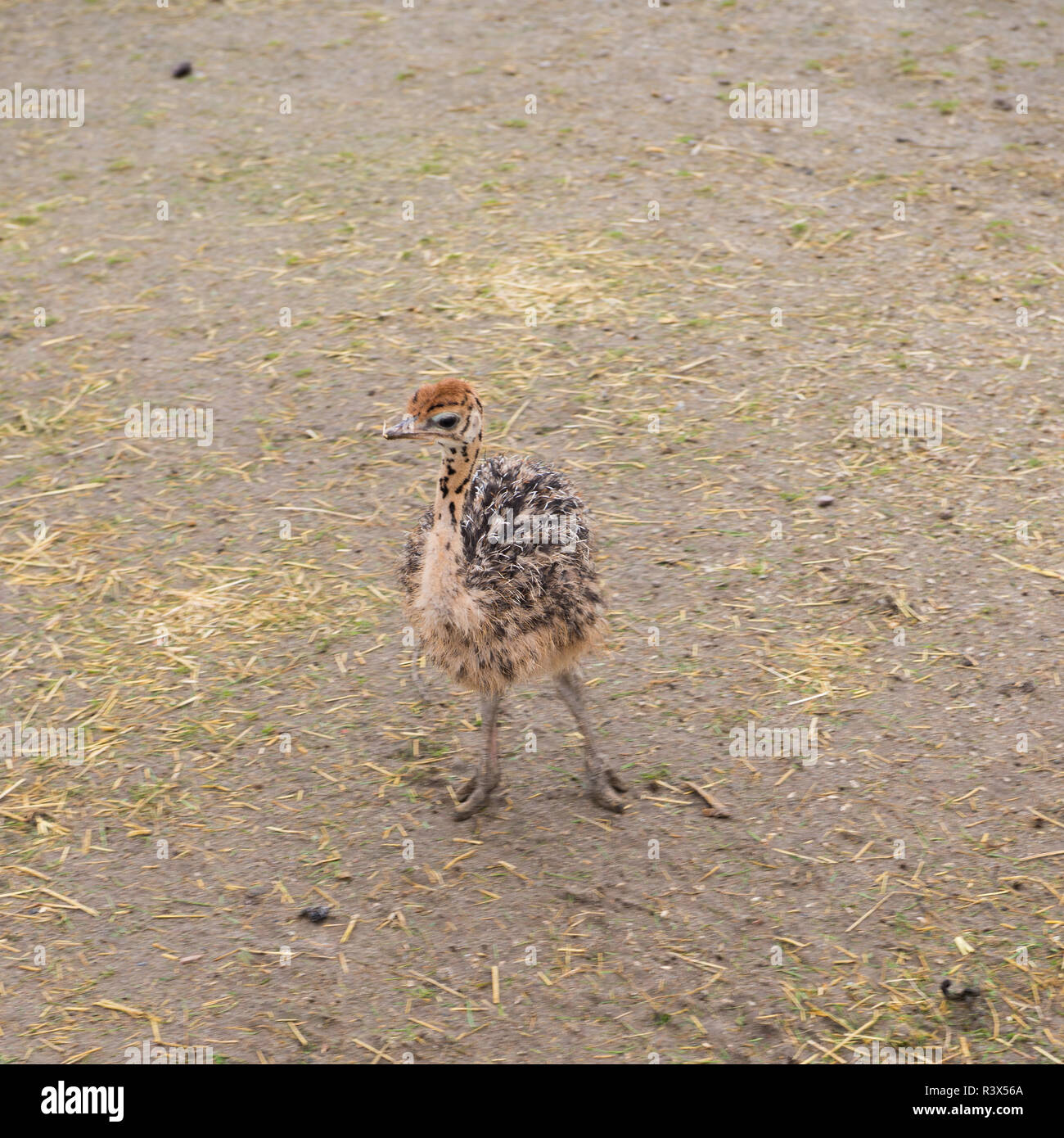 ostrich chicken standing on the ground Stock Photo - Alamy