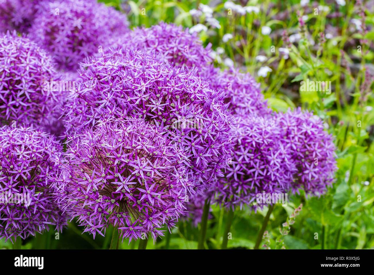 Purple alium onion flower on green background Stock Photo - Alamy
