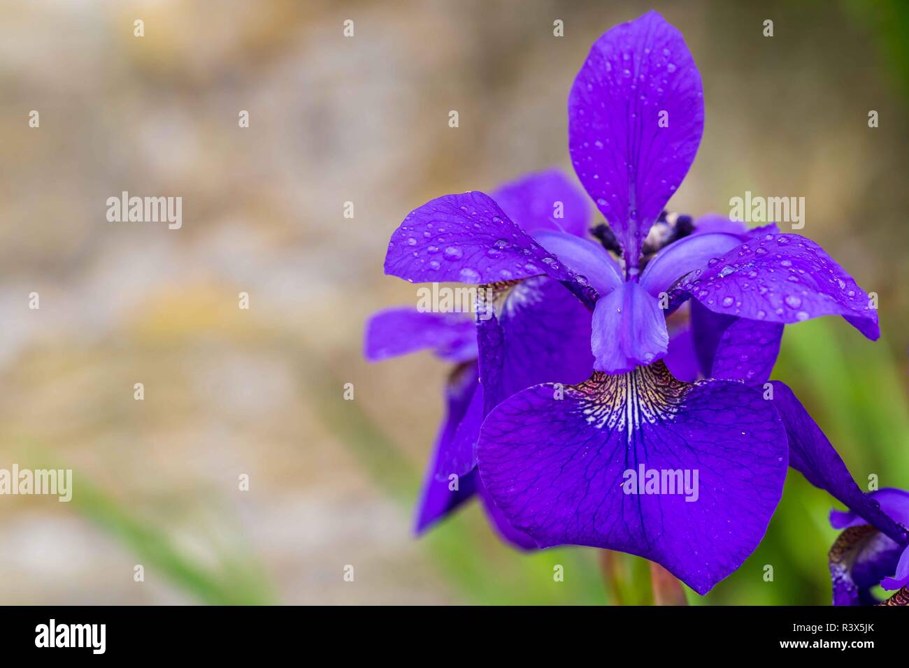 Iris sunny side up hi-res stock photography and images - Alamy