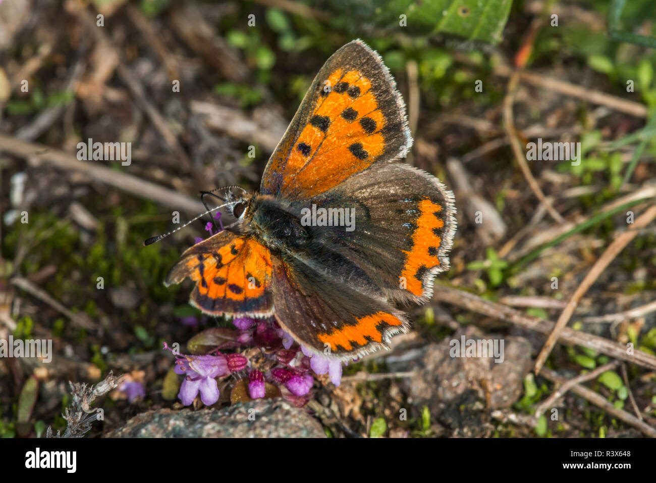 small firefly (lycaena phlaes Stock Photo - Alamy
