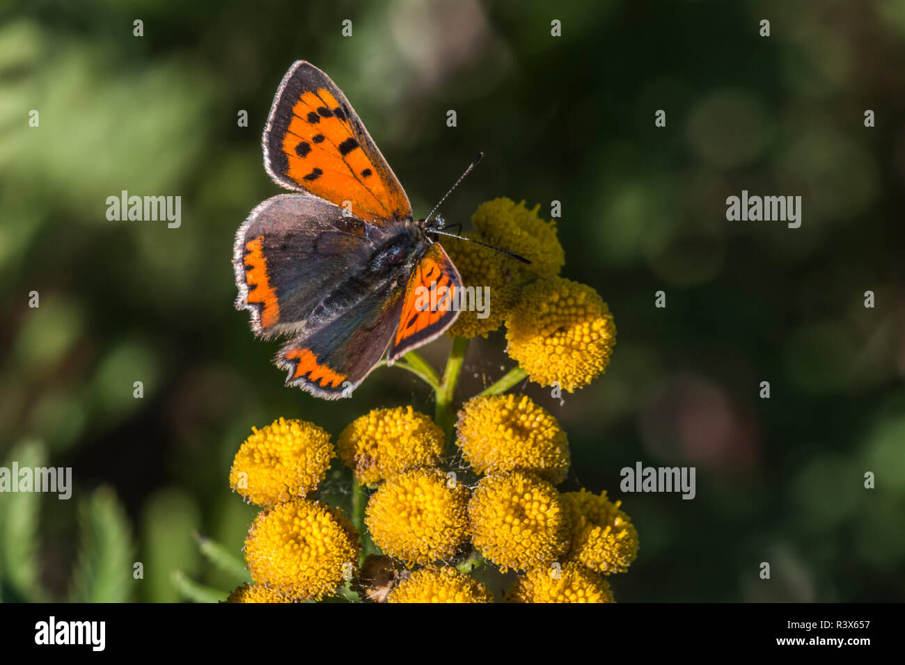 small firefly (lycaena phlaes Stock Photo - Alamy