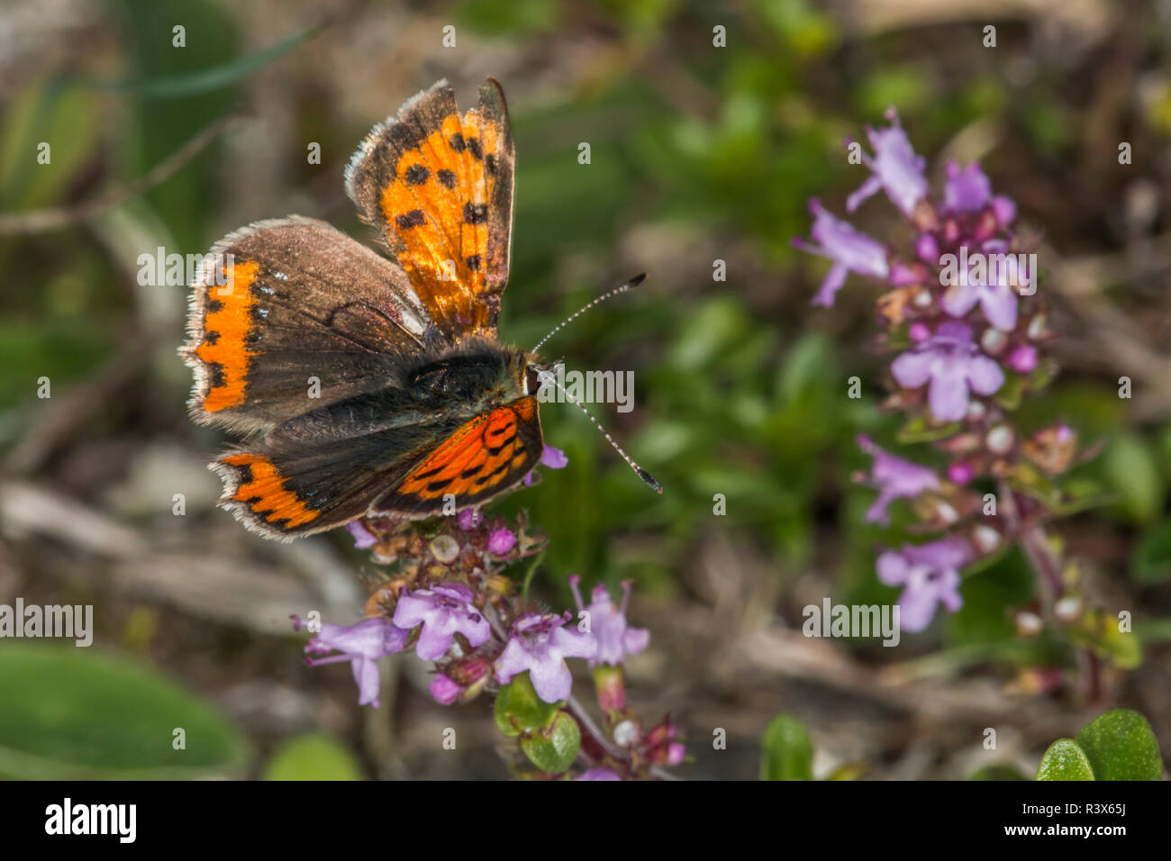 Firefly bank hi-res stock photography and images - Alamy