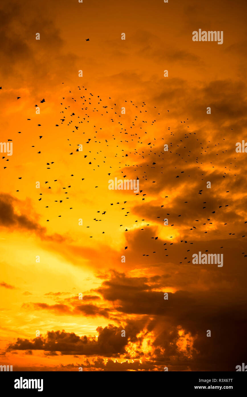 Flocks of starlings hi-res stock photography and images - Alamy