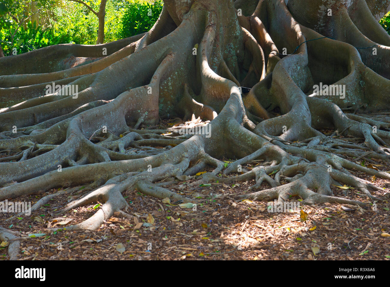 Banyan tree florida usa hi-res stock photography and images - Alamy