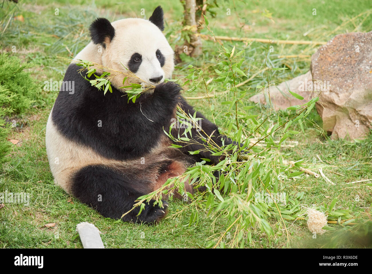 Giant panda at Beauval Stock Photo - Alamy