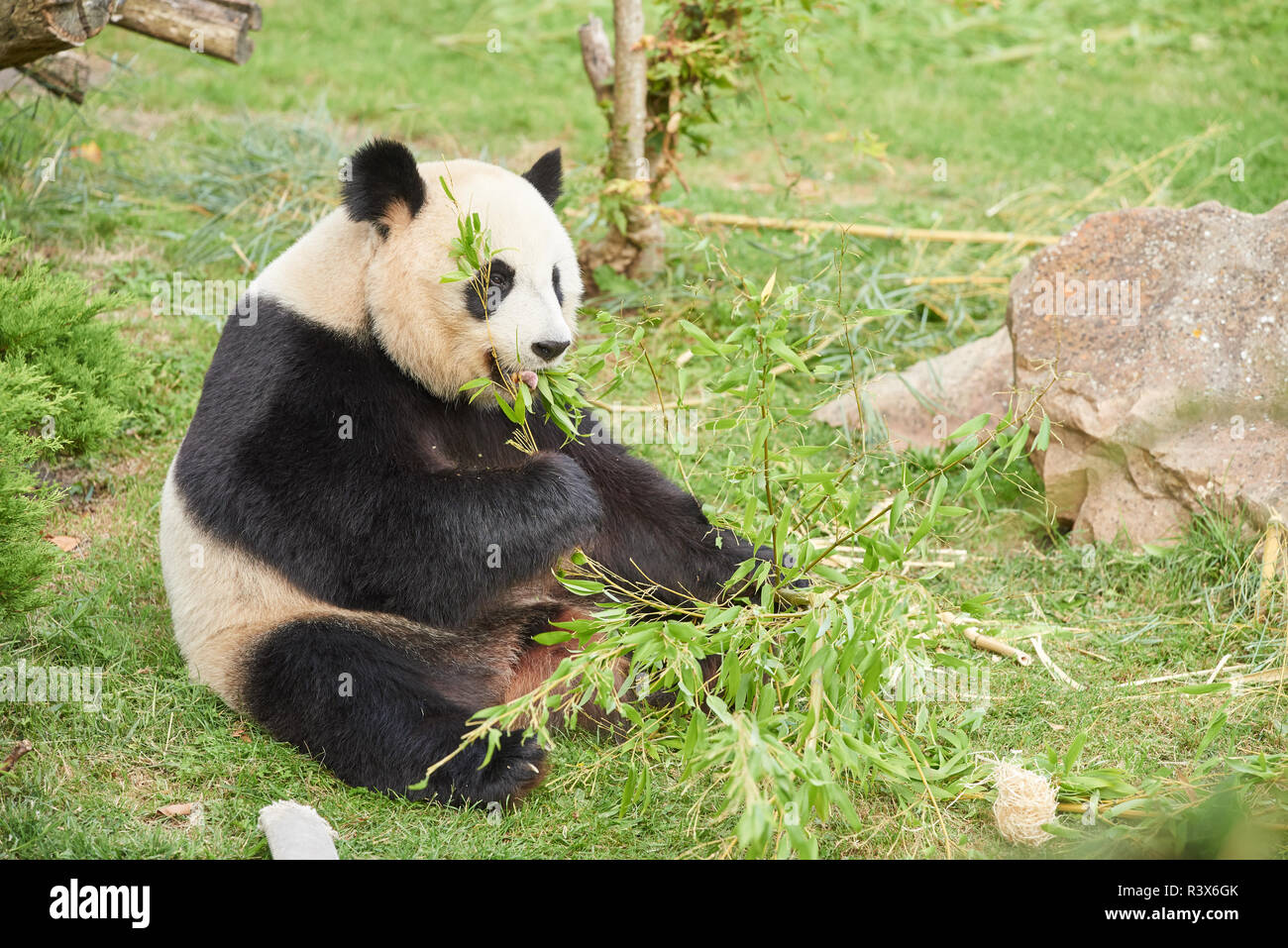 Giant panda at Beauval Stock Photo - Alamy