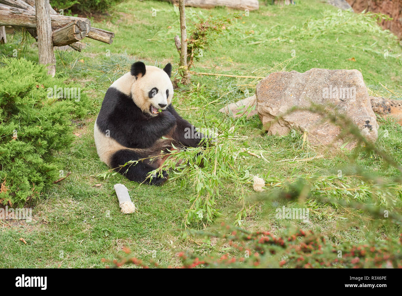 Giant panda at Beauval Stock Photo - Alamy