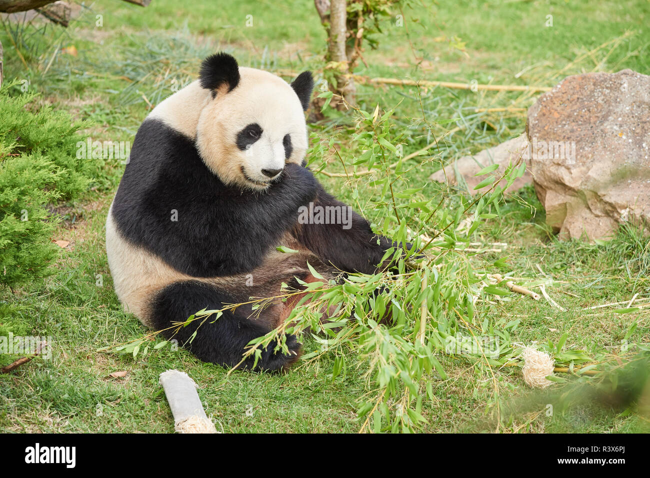 Giant panda at Beauval Stock Photo - Alamy