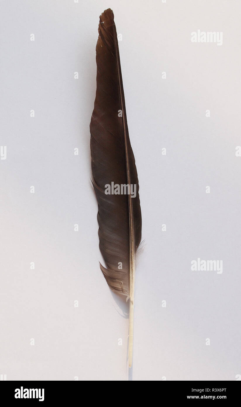 Black Crow bird feather Stock Photo - Alamy