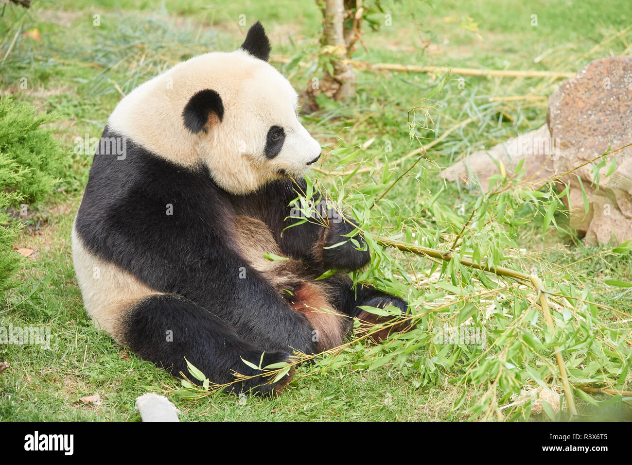 Giant panda at Beauval Stock Photo - Alamy
