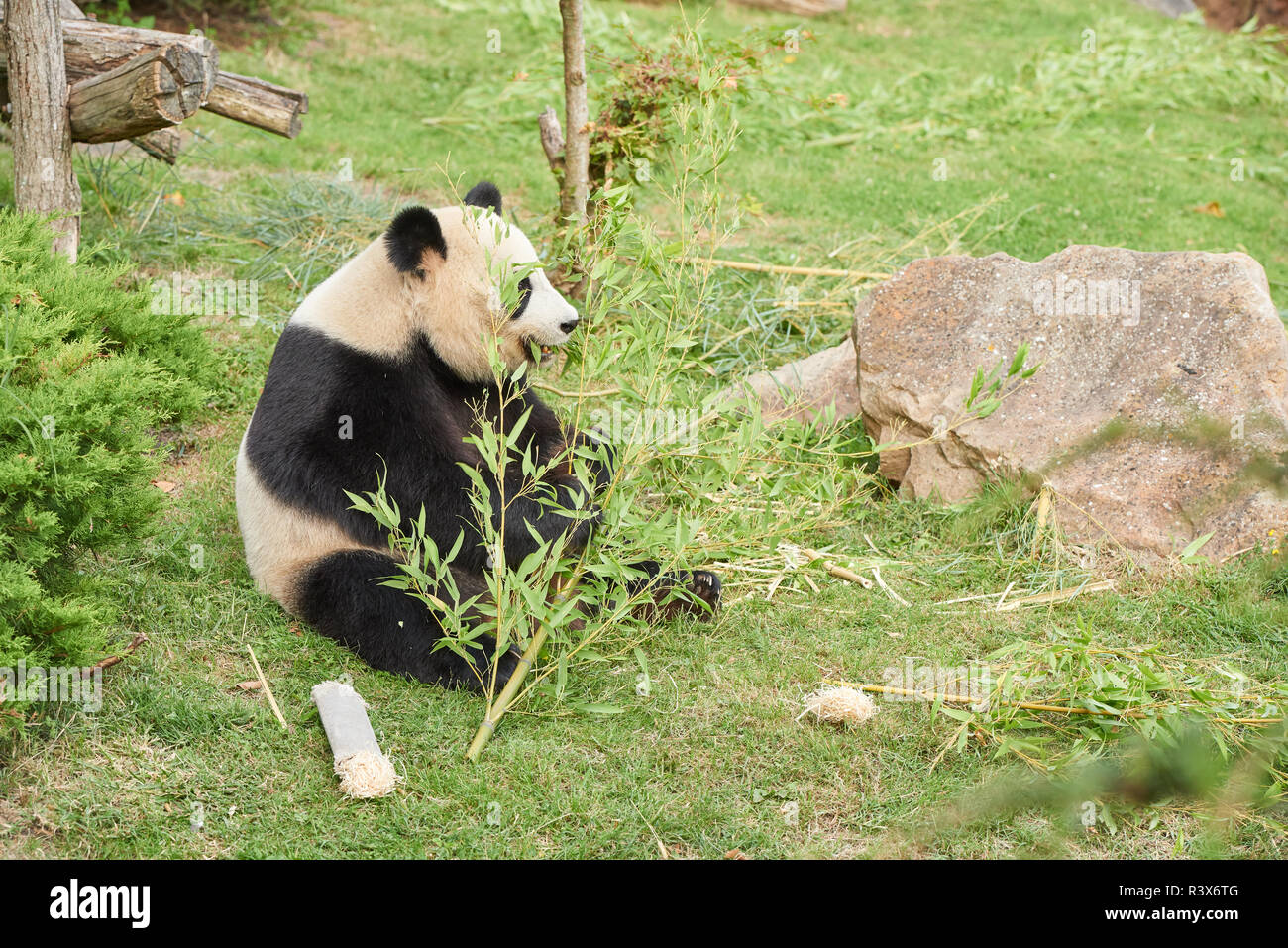 Giant panda at Beauval Stock Photo - Alamy