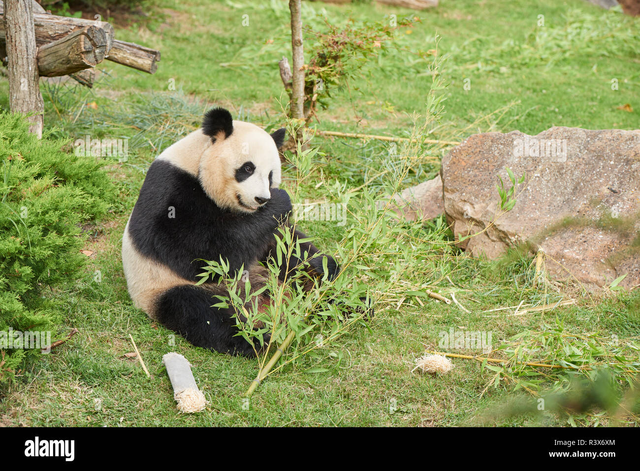 Giant panda at Beauval Stock Photo - Alamy
