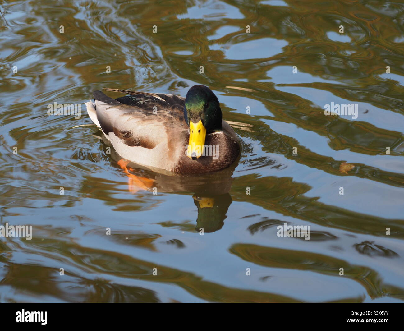 Ga gel hi-res stock photography and images - Alamy