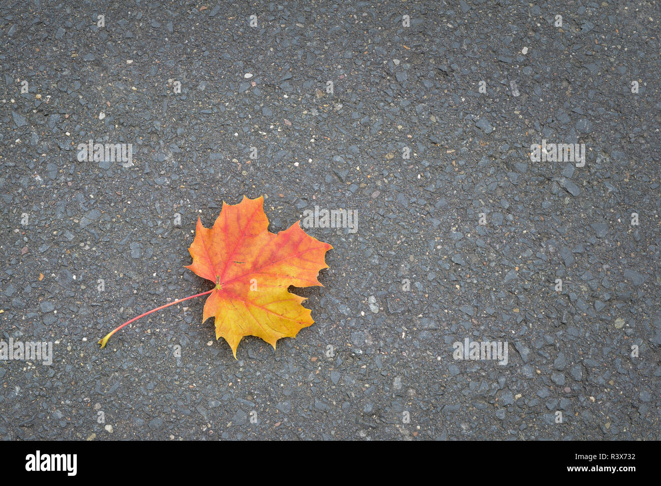 leaf on street Stock Photo - Alamy