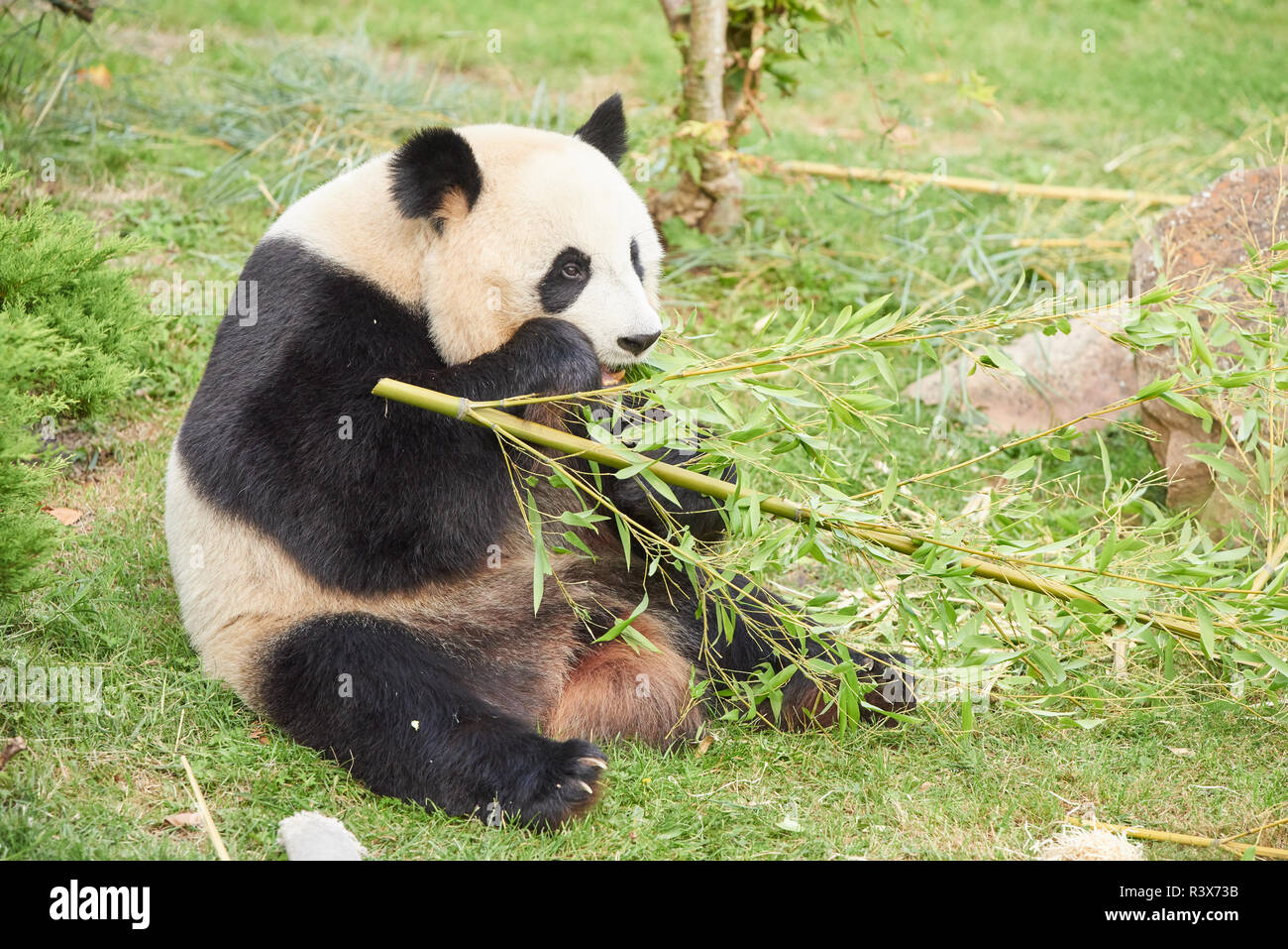 Giant panda at Beauval Stock Photo - Alamy