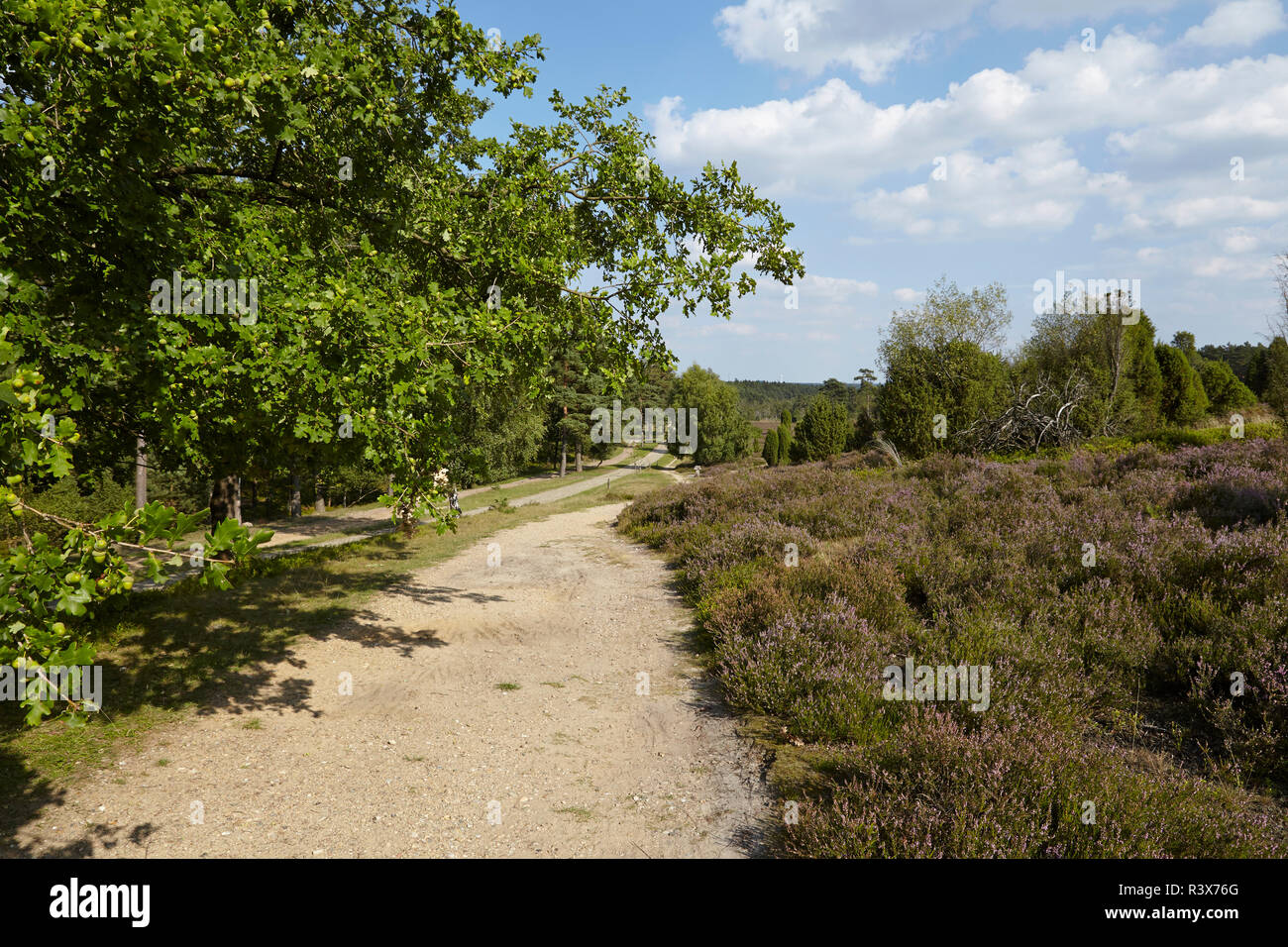 Luneburg Heath - Hike path Stock Photo - Alamy