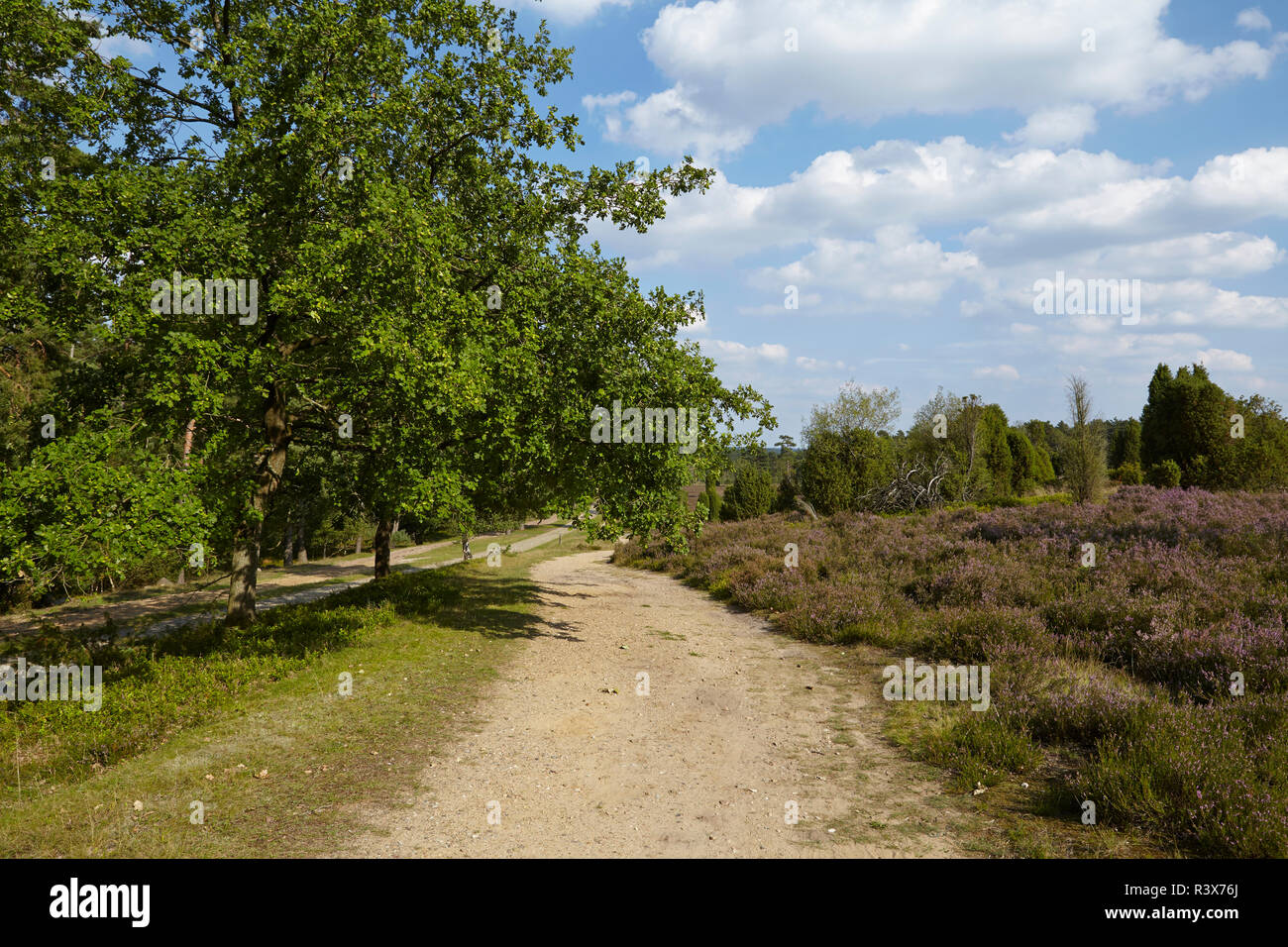 Luneburg Heath - Hike path Stock Photo - Alamy