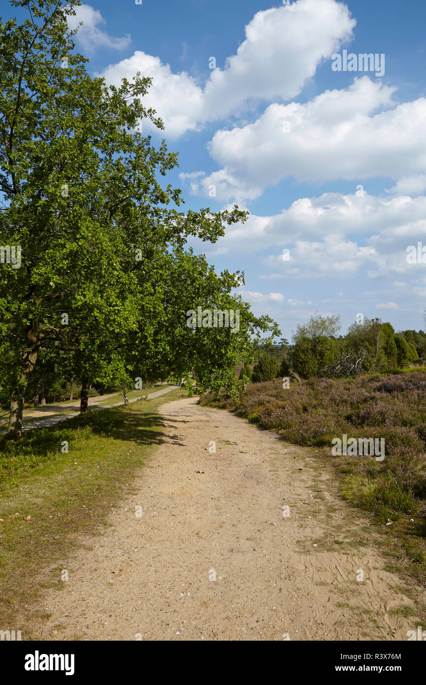 Luneburg Heath - Hike path Stock Photo - Alamy