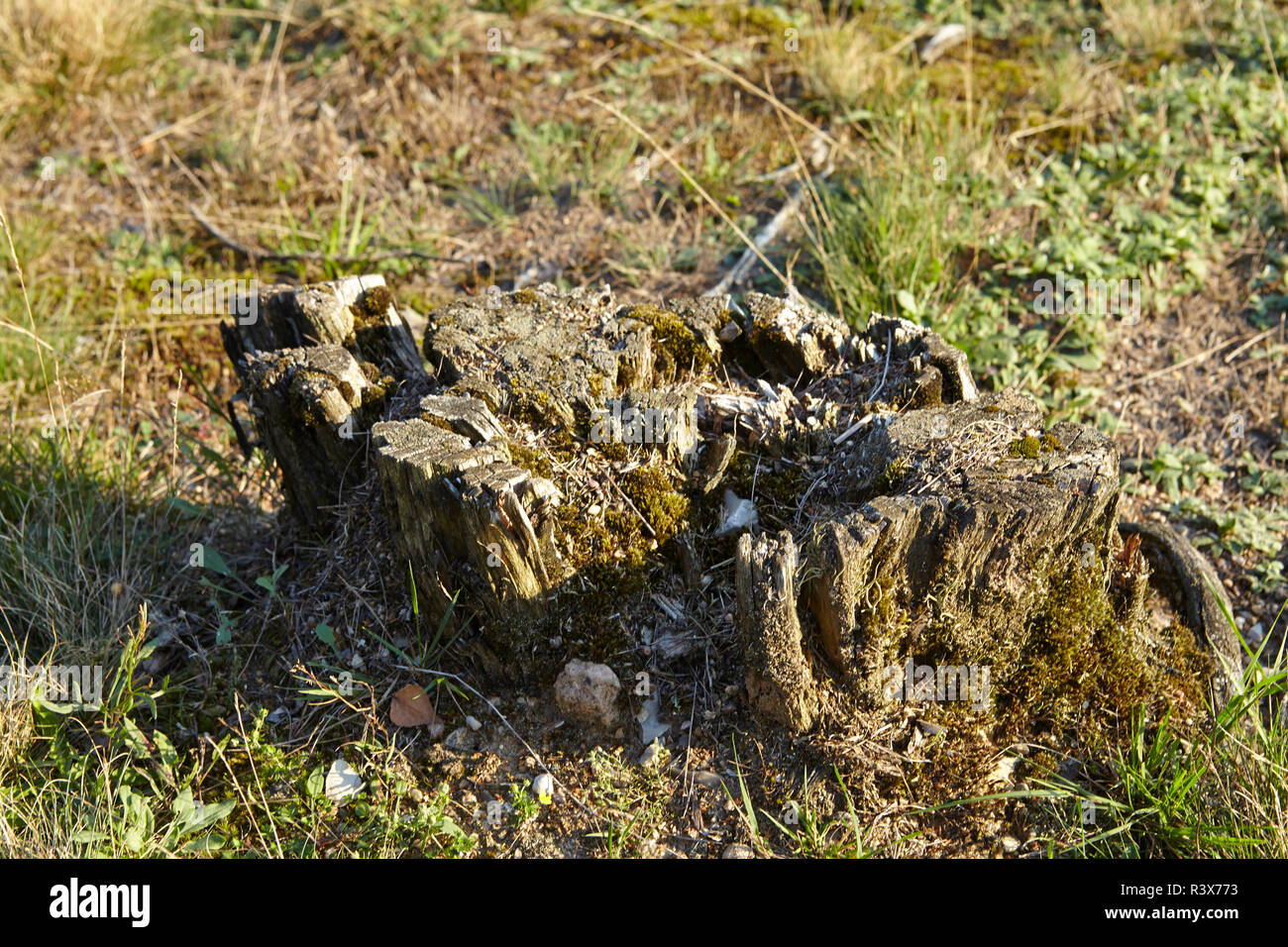 Rotten stump hi-res stock photography and images - Alamy