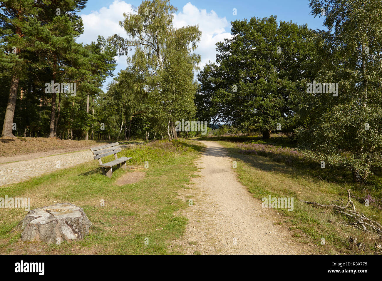 Luneburg Heath - Hike path with bench Stock Photo - Alamy