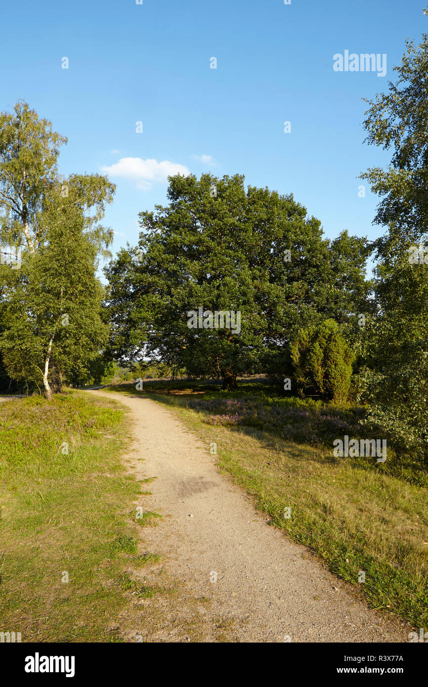 Luneburg Heath - Hike path Stock Photo - Alamy