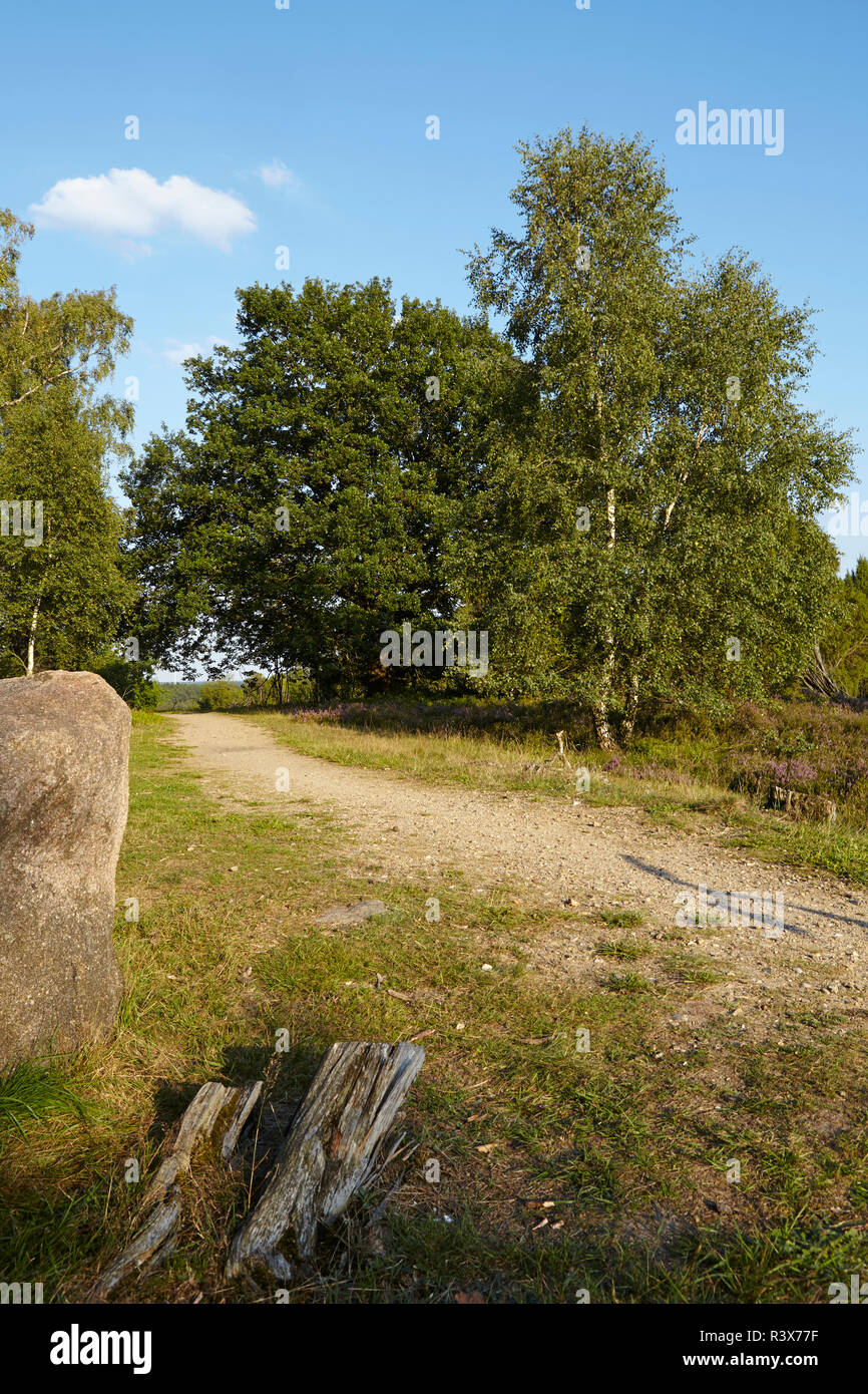 Luneburg Heath - Hike path Stock Photo - Alamy