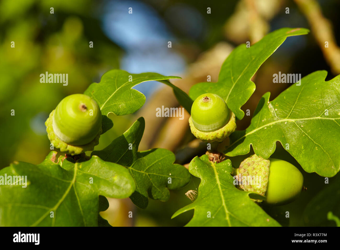 Plantae Angiosperms Eudicots Rosids Fagales Fagaceae High Resolution ...