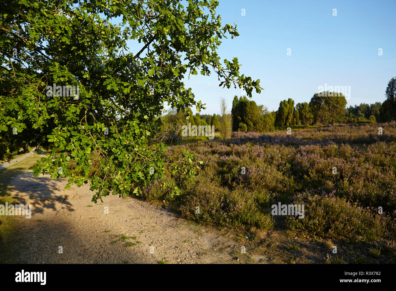Luneburg Heath - Brunch of an oak tree and heath landscape Stock Photo ...