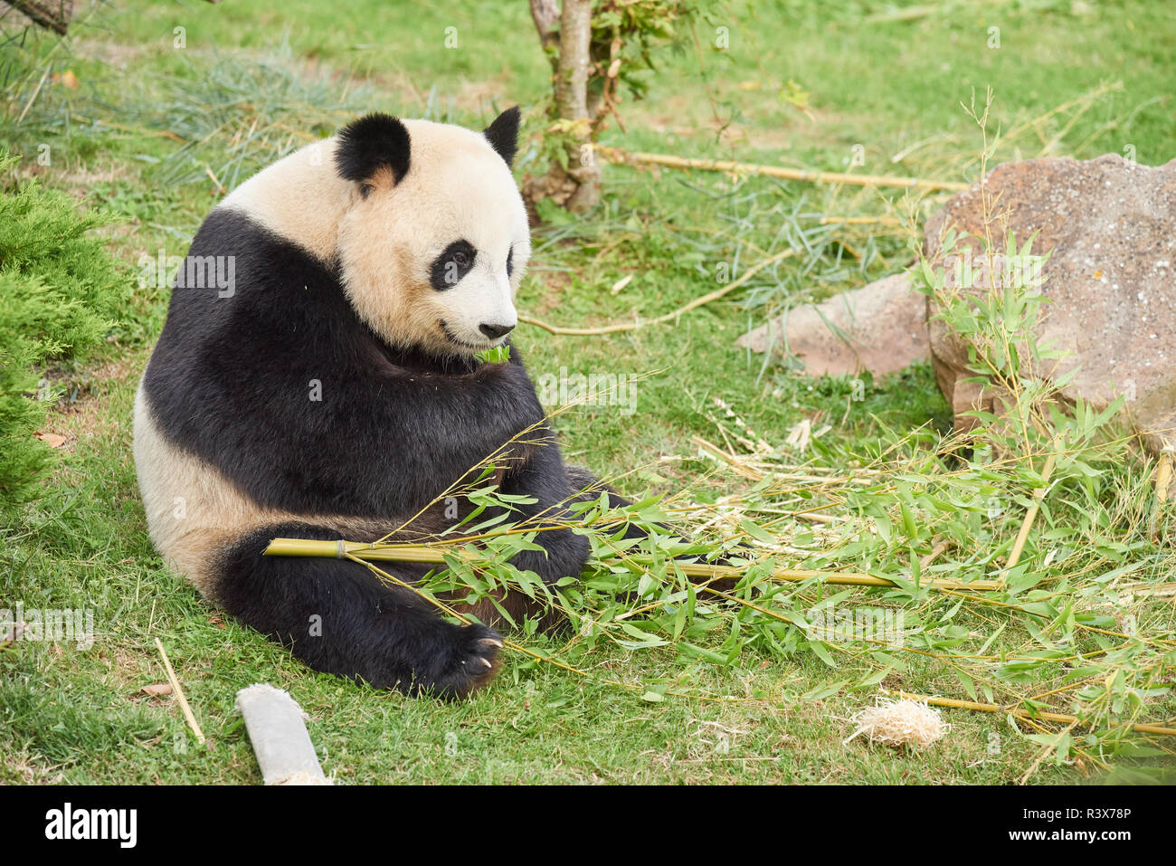 Giant panda at Beauval Stock Photo - Alamy