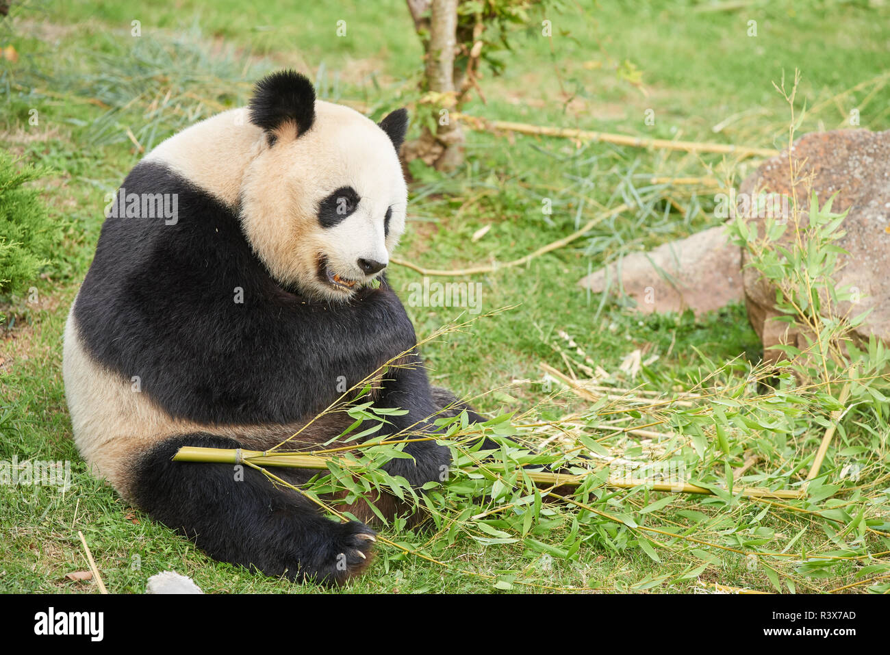 Giant panda at Beauval Stock Photo - Alamy
