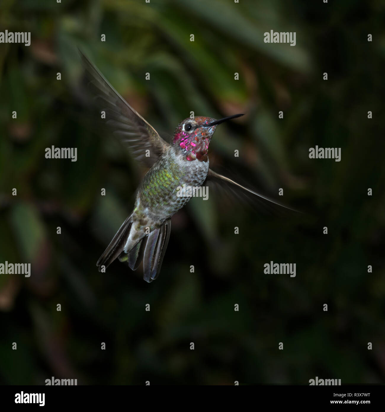 Male annas hummingbird hi-res stock photography and images - Alamy