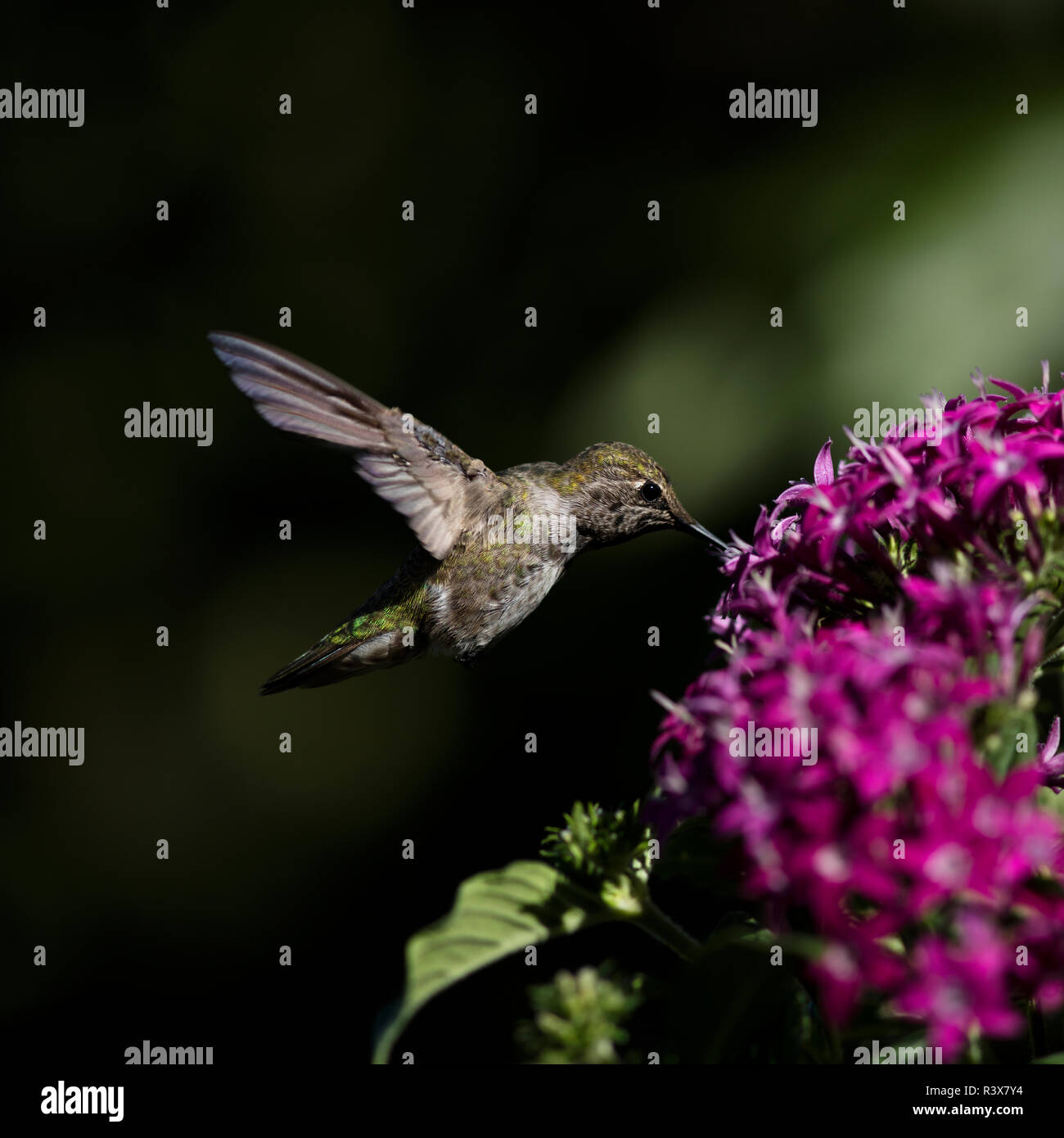 Female anna's hummingbird hi-res stock photography and images - Alamy