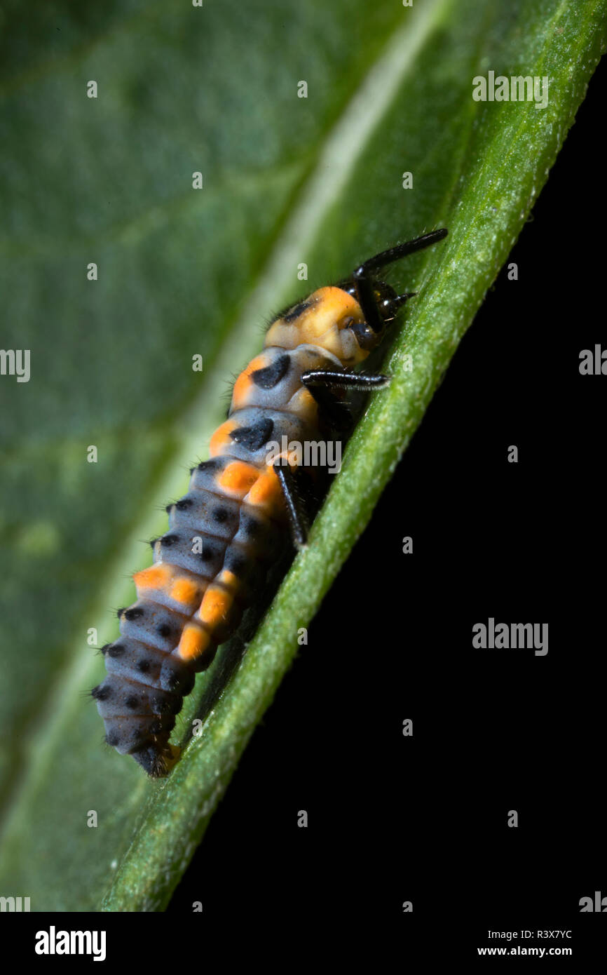 Ladybug larva hi-res stock photography and images - Alamy