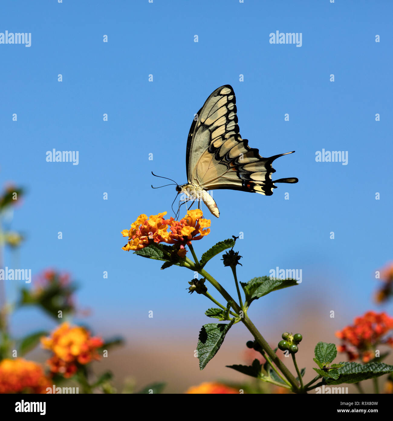 California anise swallowtail butterfly hi-res stock photography and ...