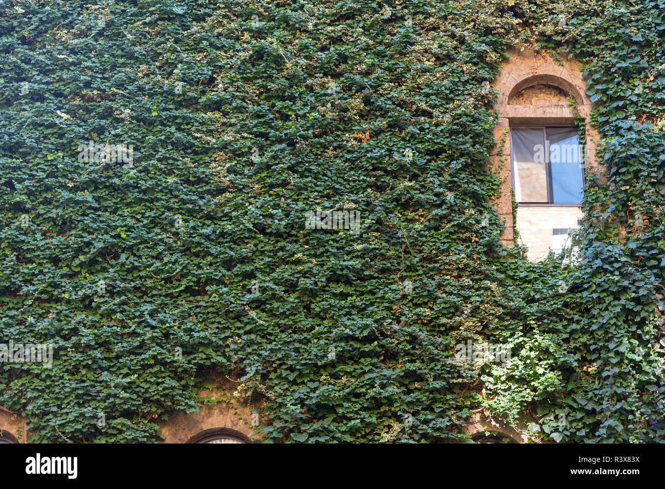 The walls and Windows of the building are covered with ivy and green ...