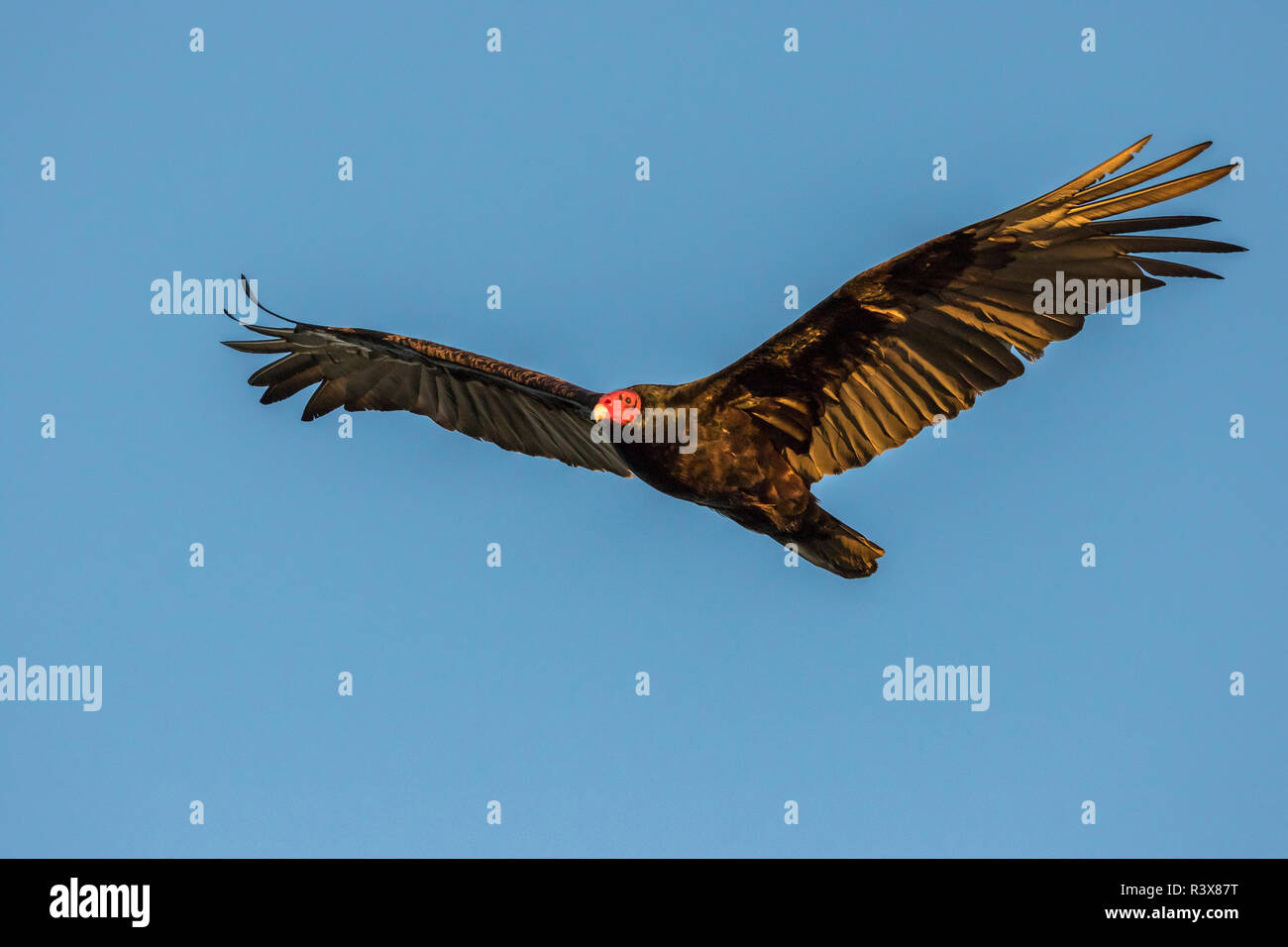 Luis gordon hi-res stock photography and images - Alamy