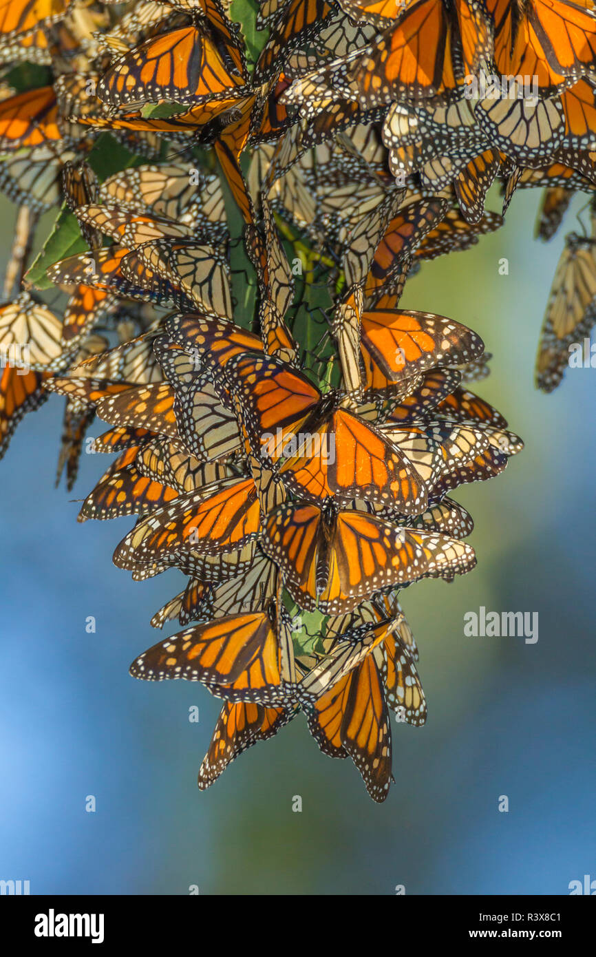 Monarch butterflies migration hi-res stock photography and images - Alamy
