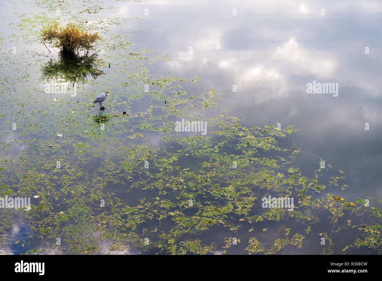 Clean water close-up with plants, top view. The river as background ...