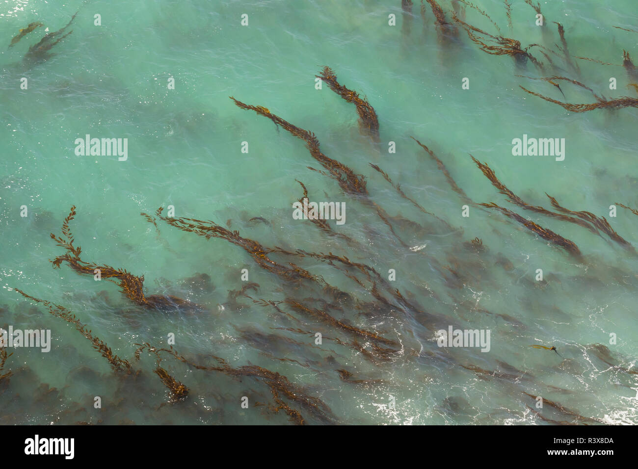 Kelp strands hi-res stock photography and images - Alamy