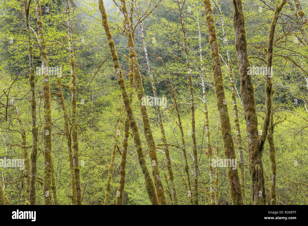 Alder gallery hi-res stock photography and images - Alamy