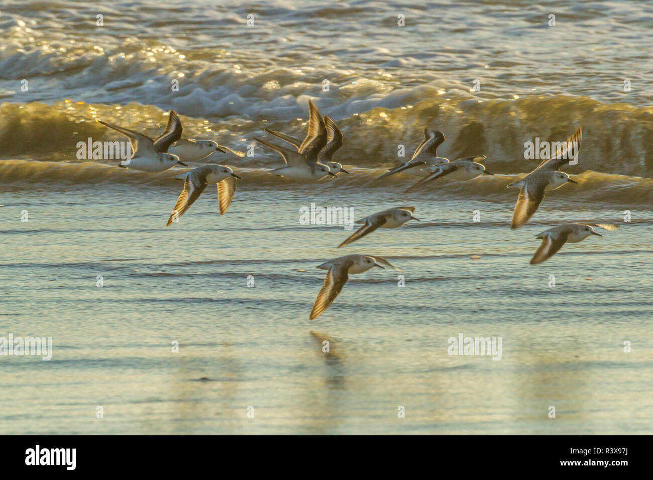 Obispo flying hi-res stock photography and images - Alamy