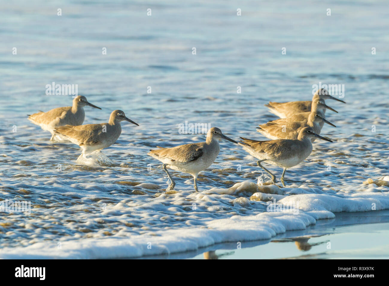 USA, California, San Luis Obispo. Willets running in ocean surf Stock ...