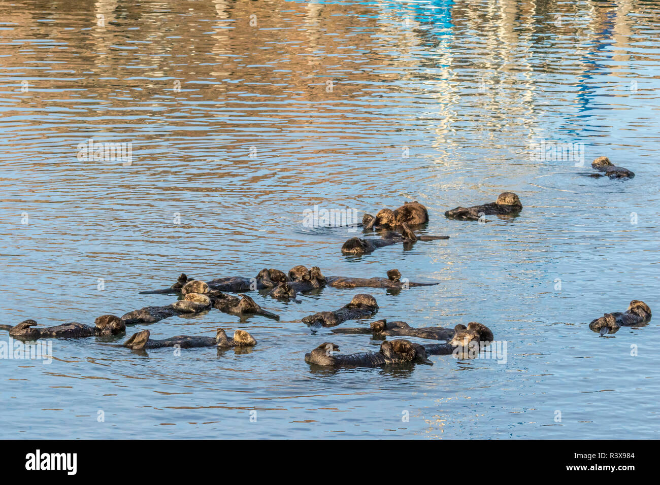 Sea otters floating hi-res stock photography and images - Alamy