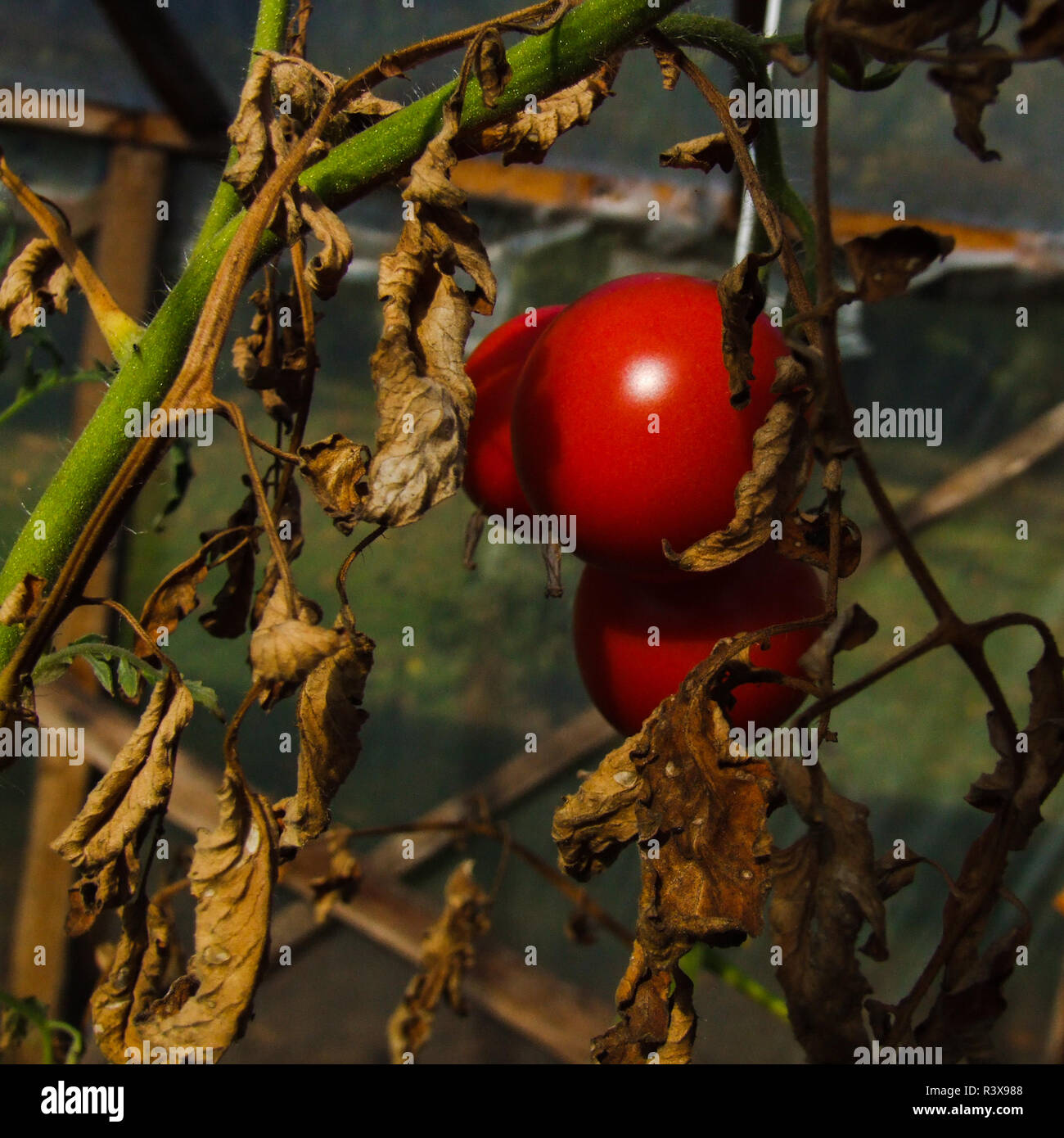 Tomato inside hi-res stock photography and images - Alamy