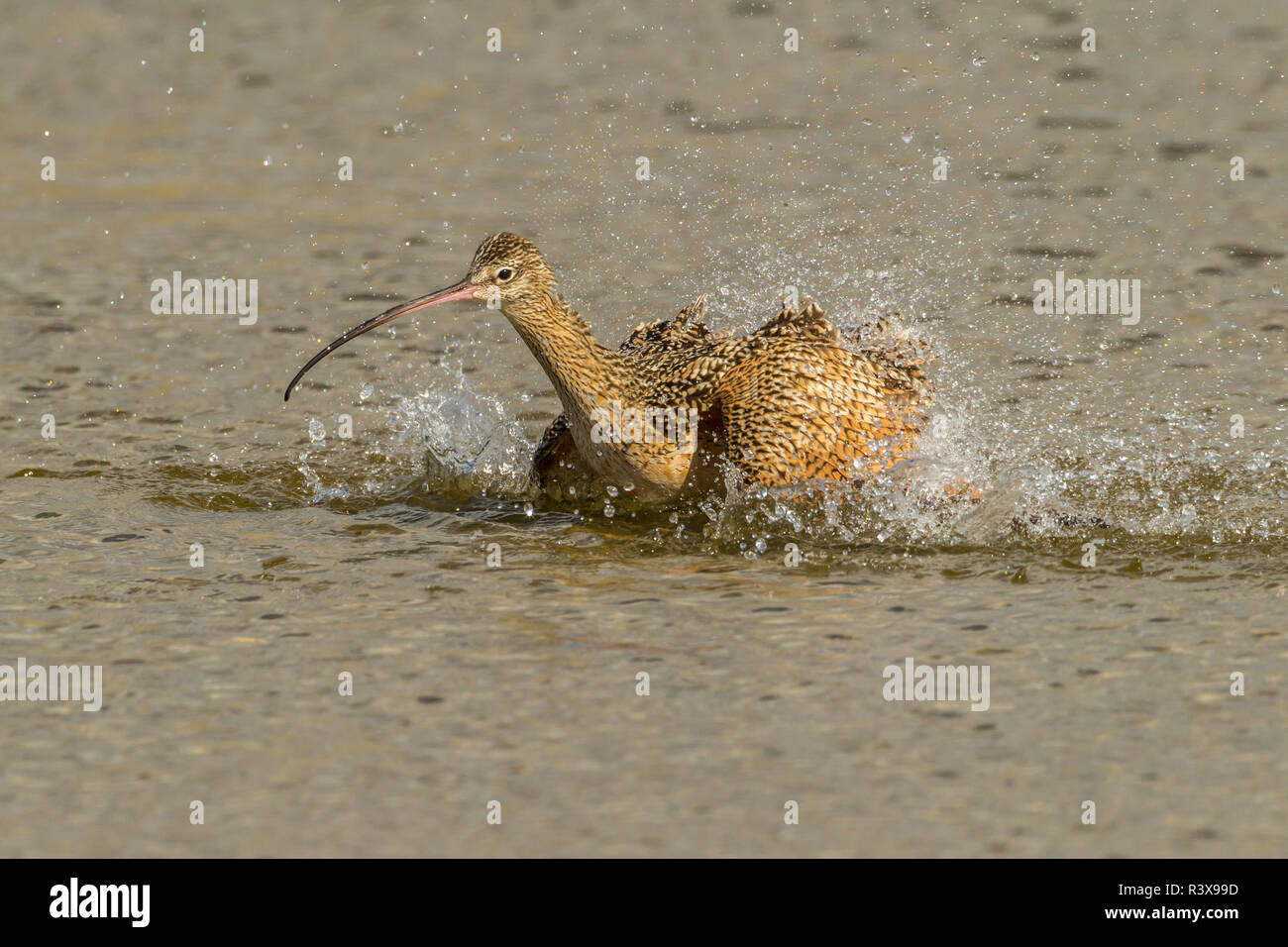 Long billed curlew san hi-res stock photography and images - Alamy